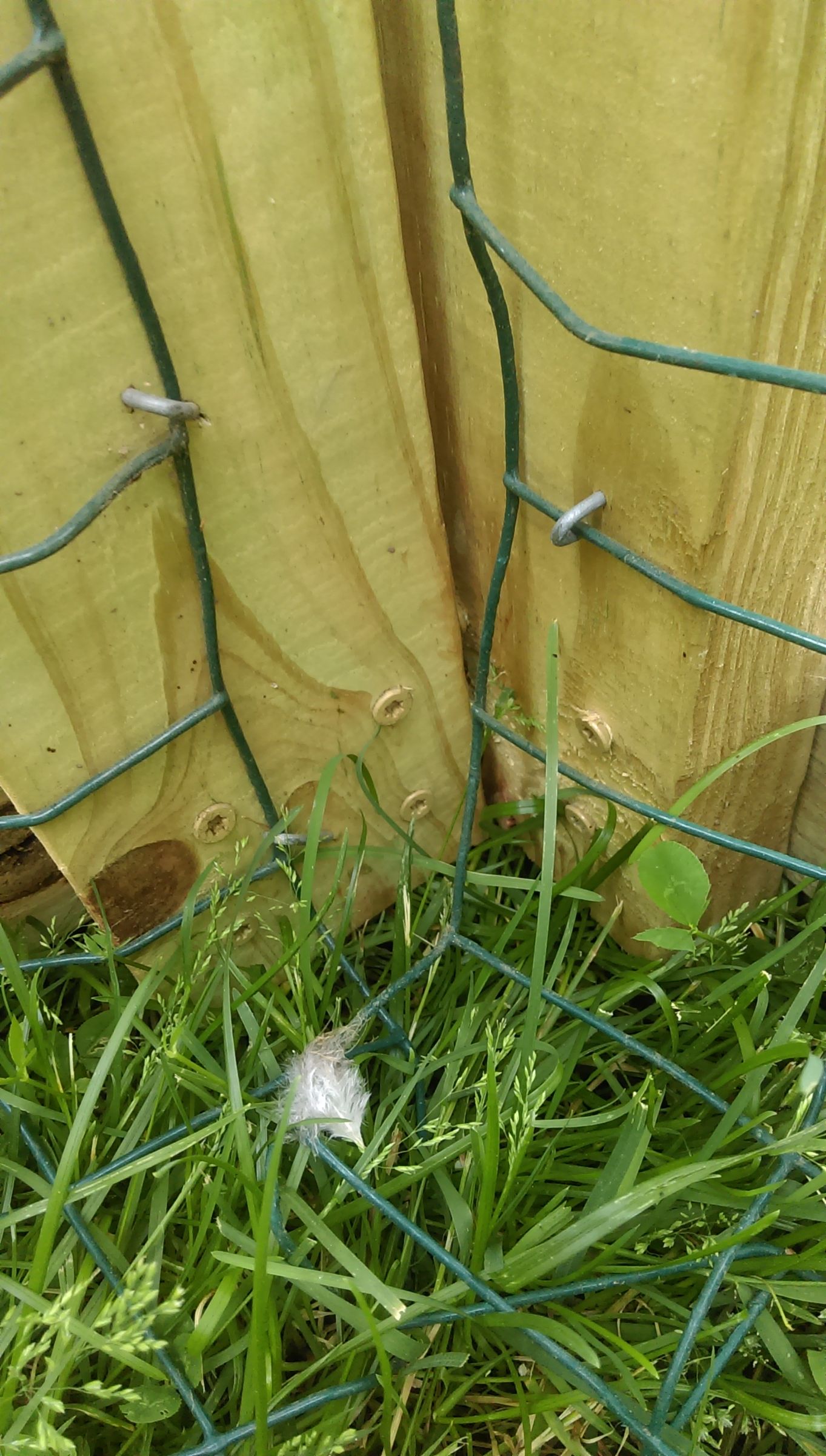 Building a Chicken Run for Beginners : 7 Steps (with Pictures ...