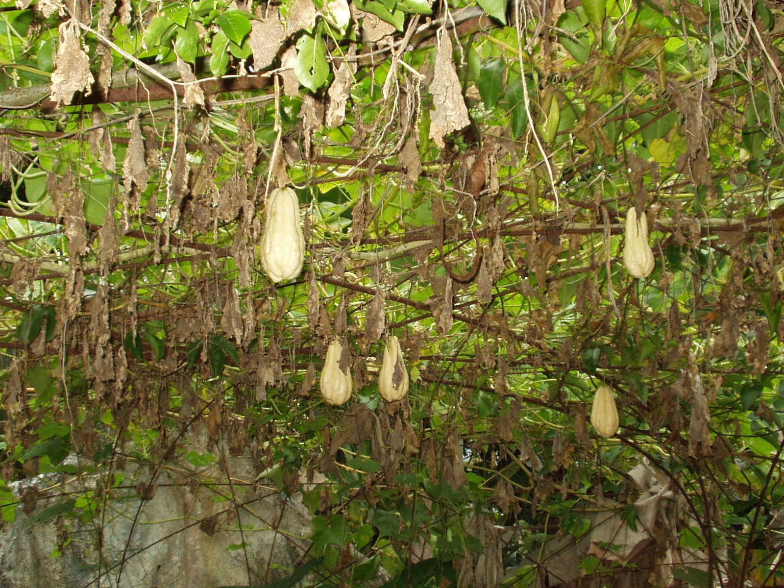 A REBAR TRELLIS - for Home and Garden : 9 Steps - Instructables