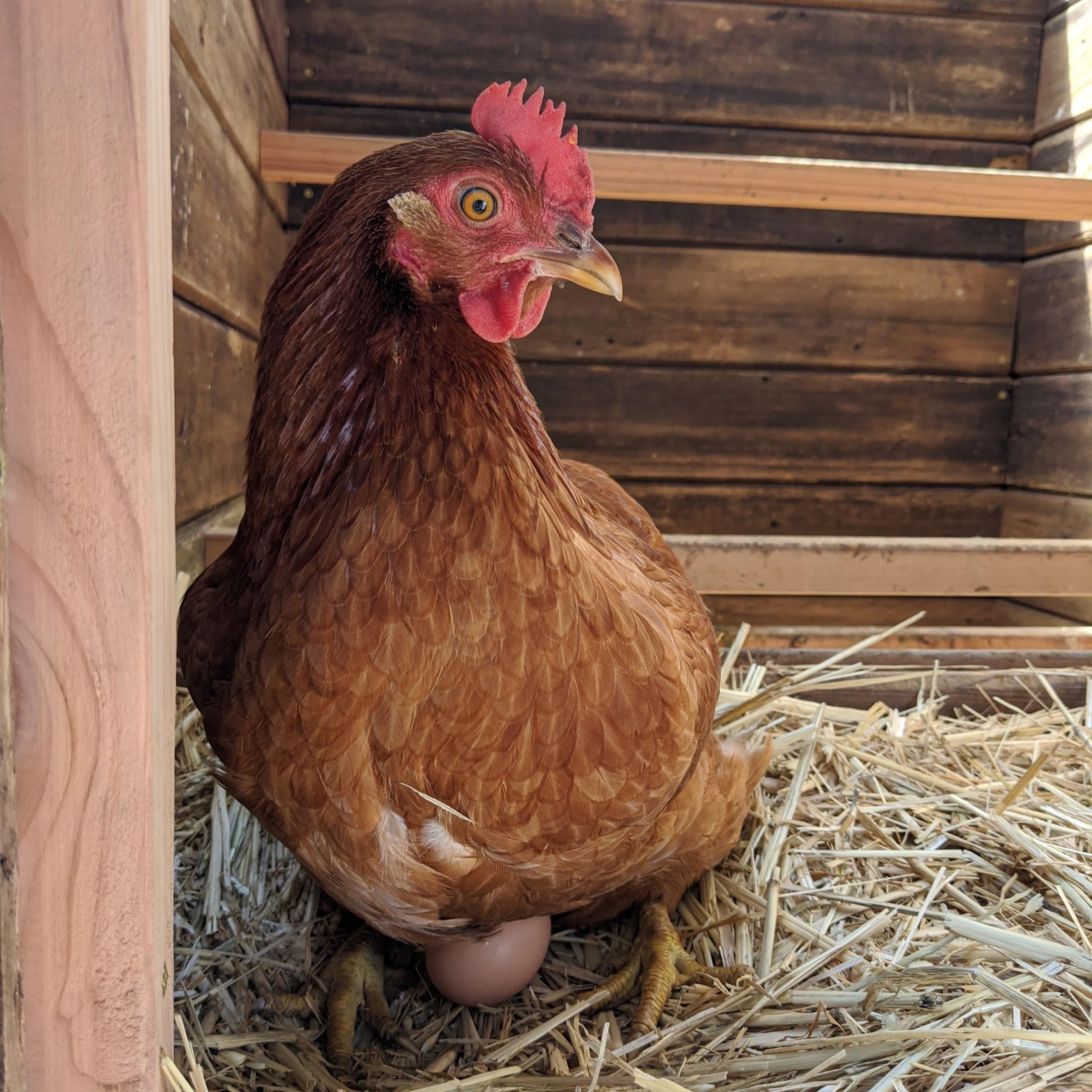 Hen Saloon : 16 Steps (with Pictures) - Instructables