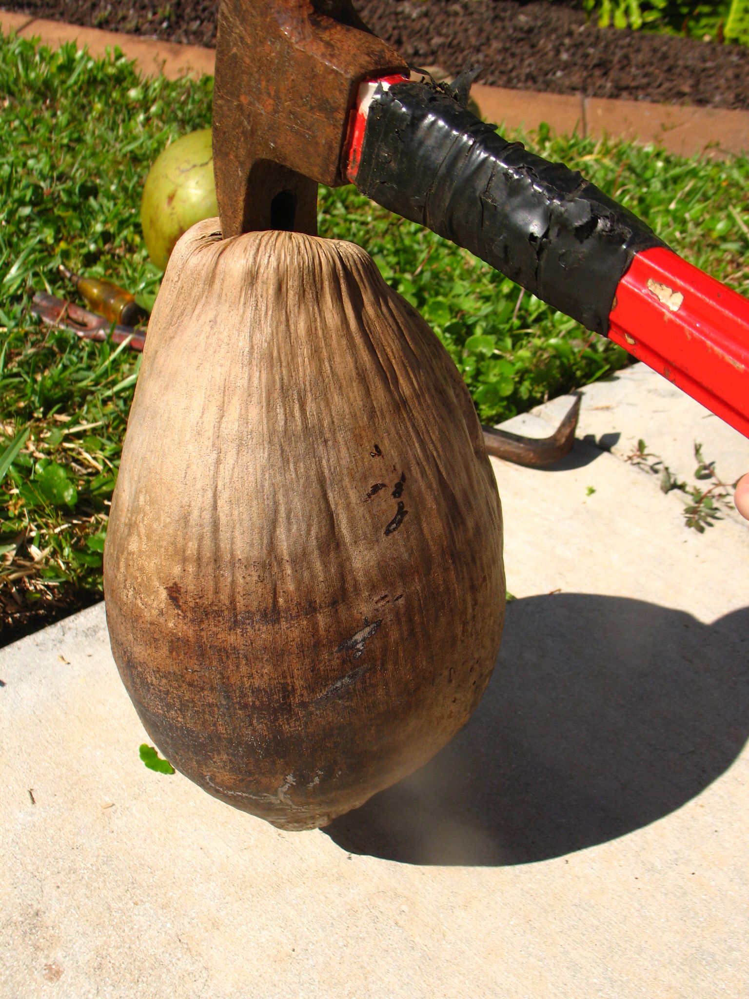 How to Peel a Coconut (with Only a Claw Hammer) : 6 Steps (with ...