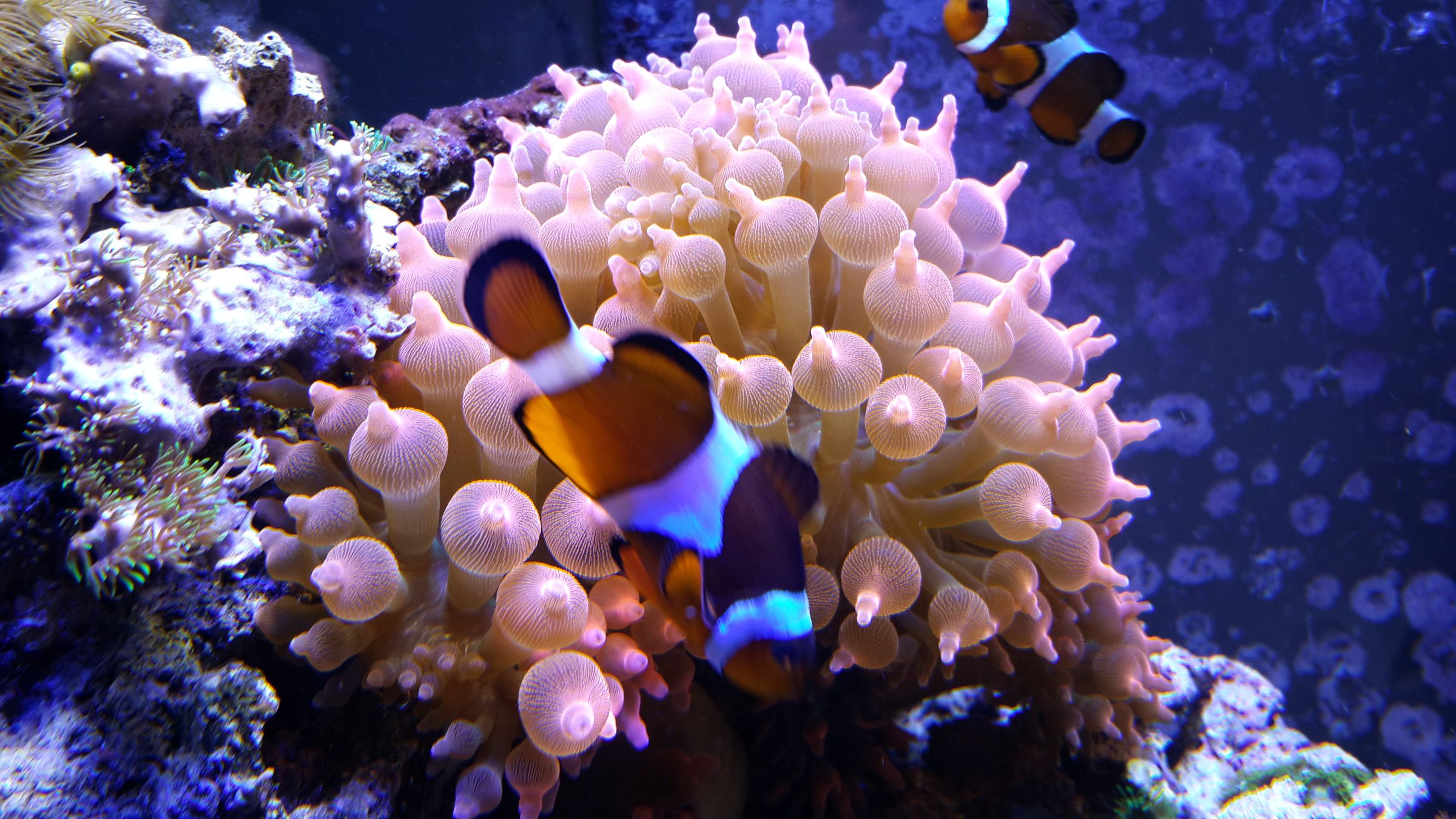 Bubble Tip Anemone Care : 10 Steps (with Pictures) - Instructables