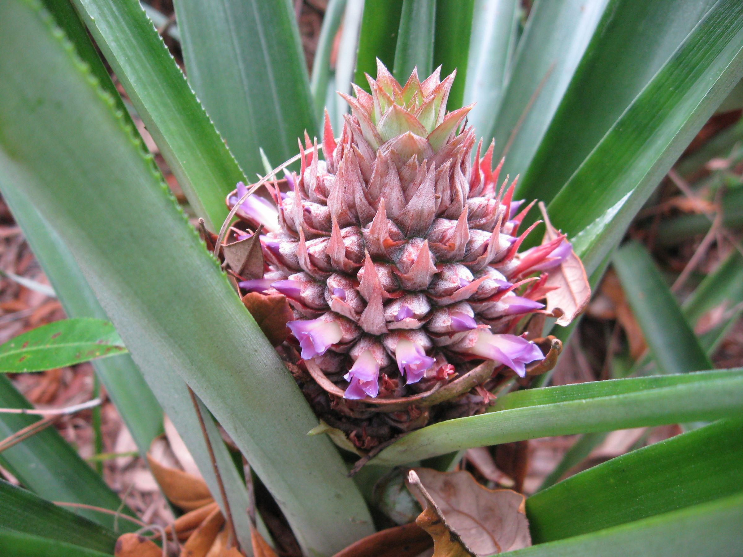 How to Grow Pineapples : 7 Steps (with Pictures) - Instructables