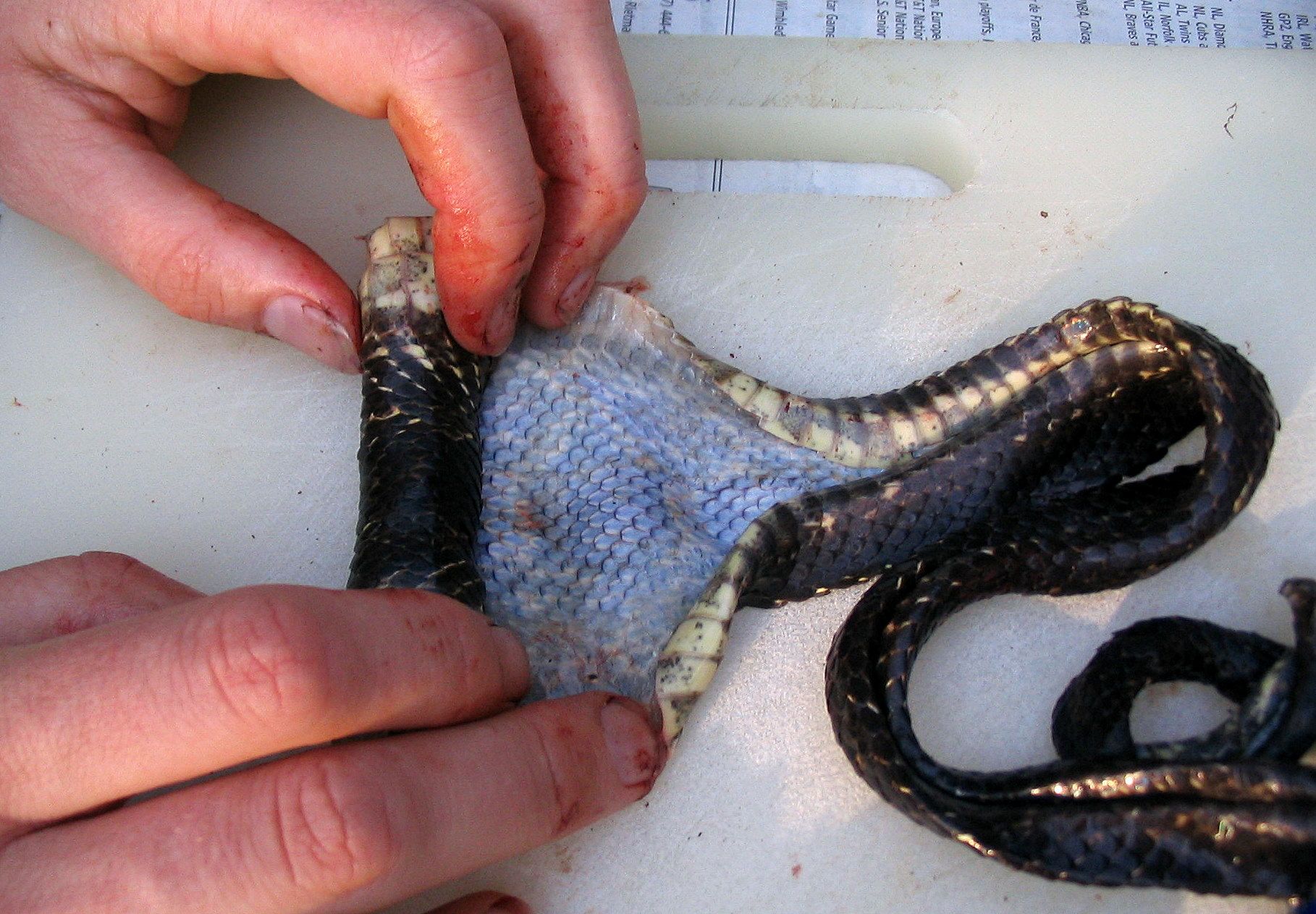 How to Skin and Clean a Dead Snake : 11 Steps (with Pictures ...