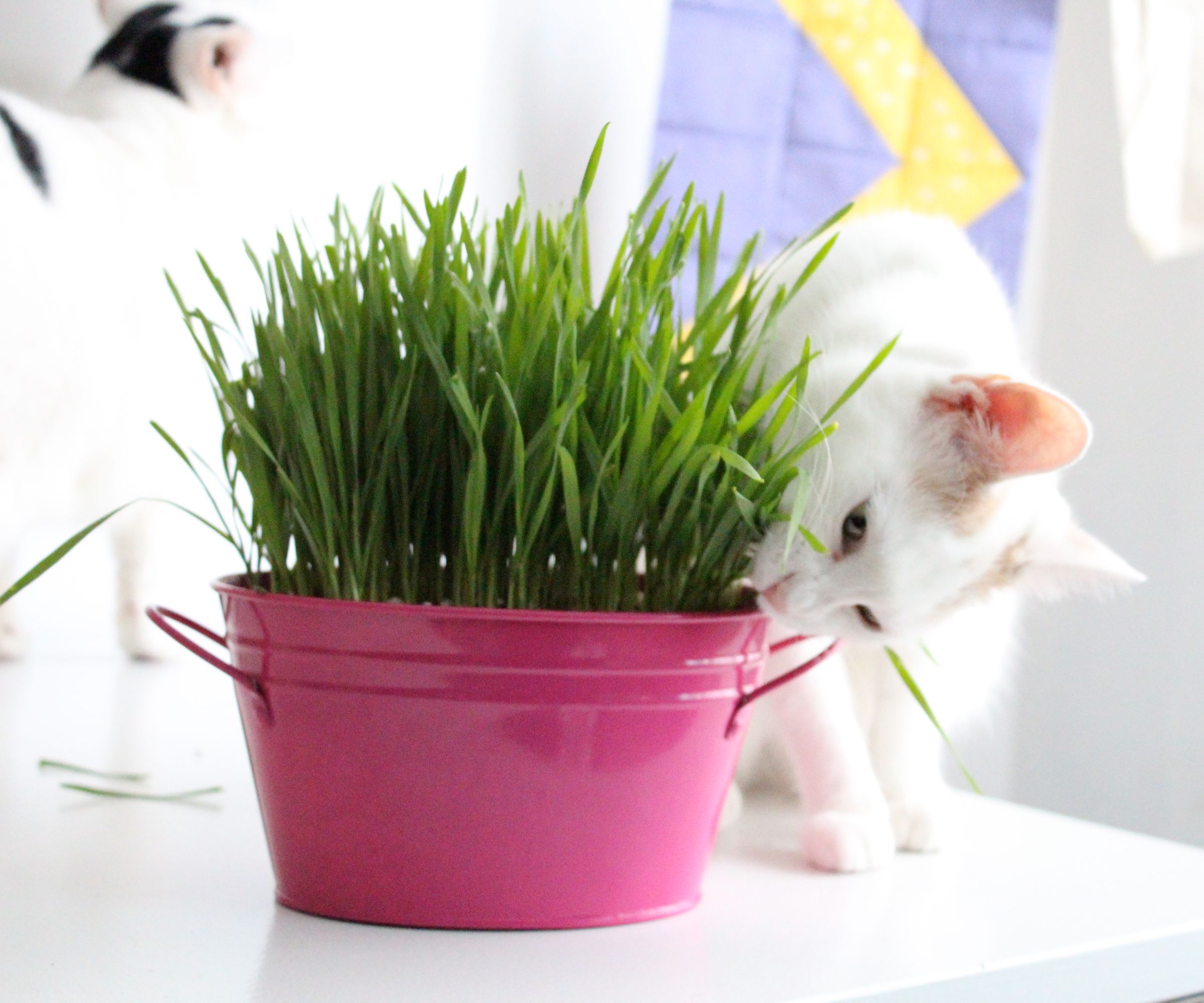 How to Grow Cat Grass : 5 Steps (with Pictures) - Instructables