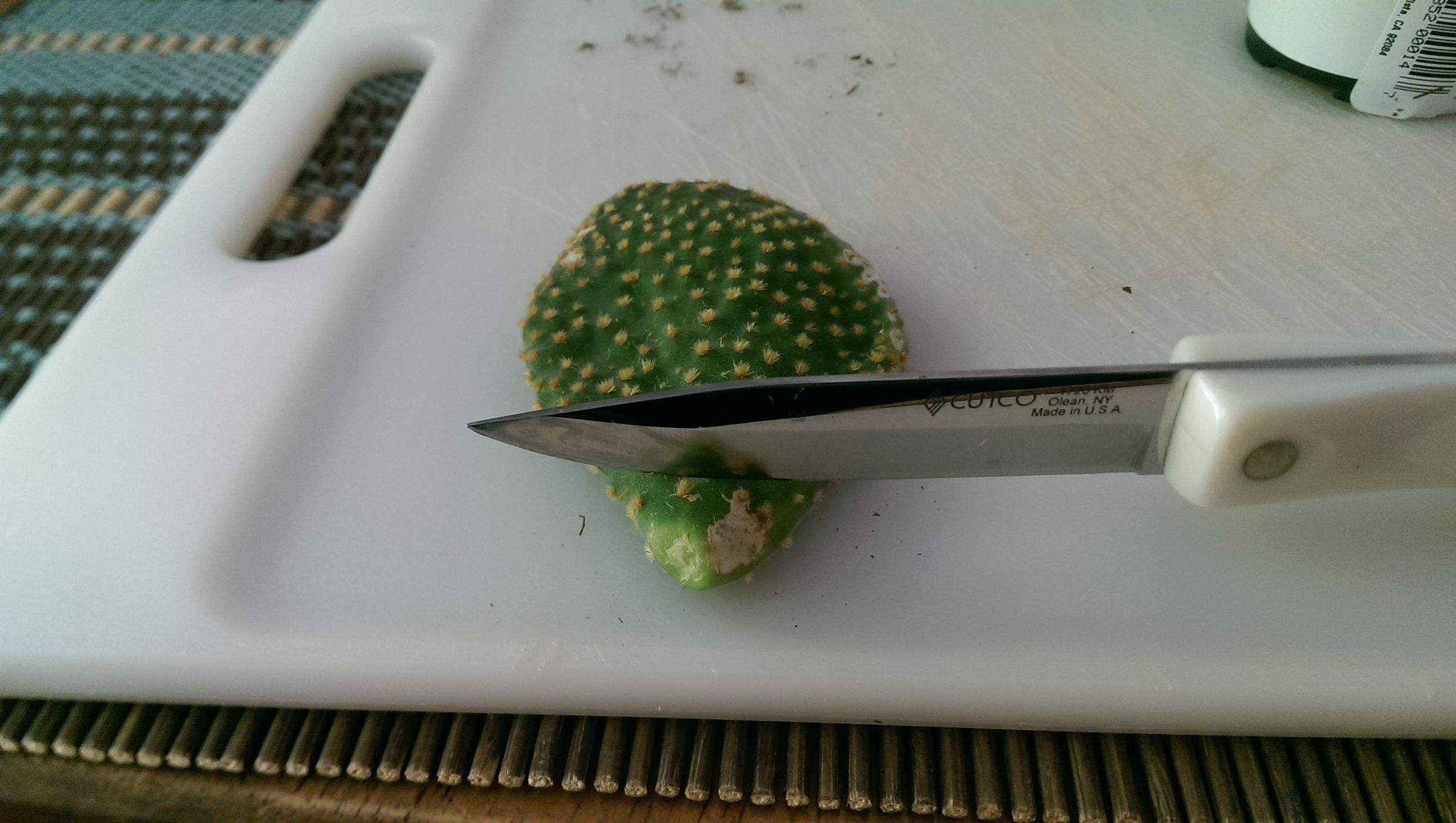 How to Propagate Cacti!!!! : 3 Steps (with Pictures) - Instructables