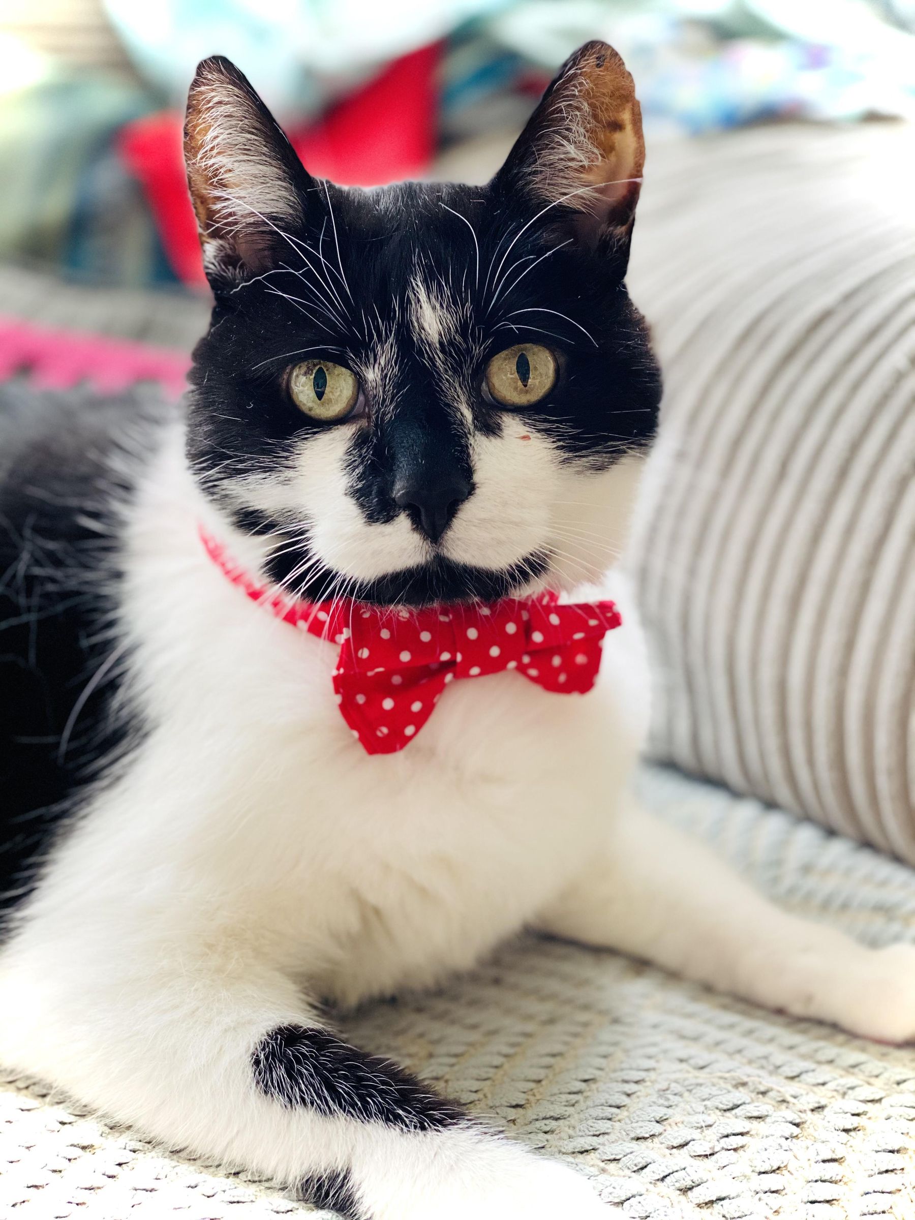 Cat Bow Tie + Pattern : 8 Steps (with Pictures) - Instructables