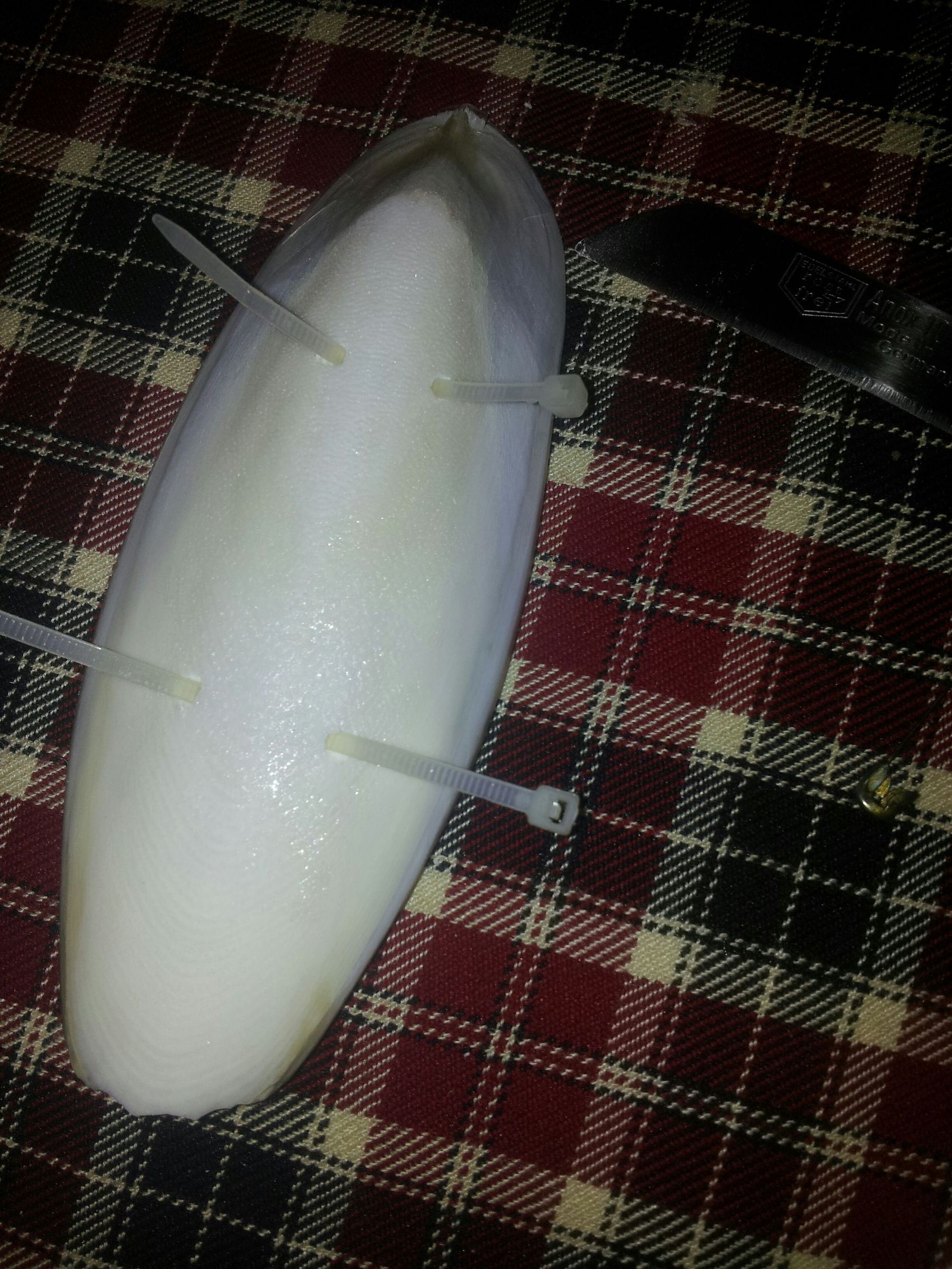 Zip Tie Cuttlebone Holder for Birds : 6 Steps - Instructables