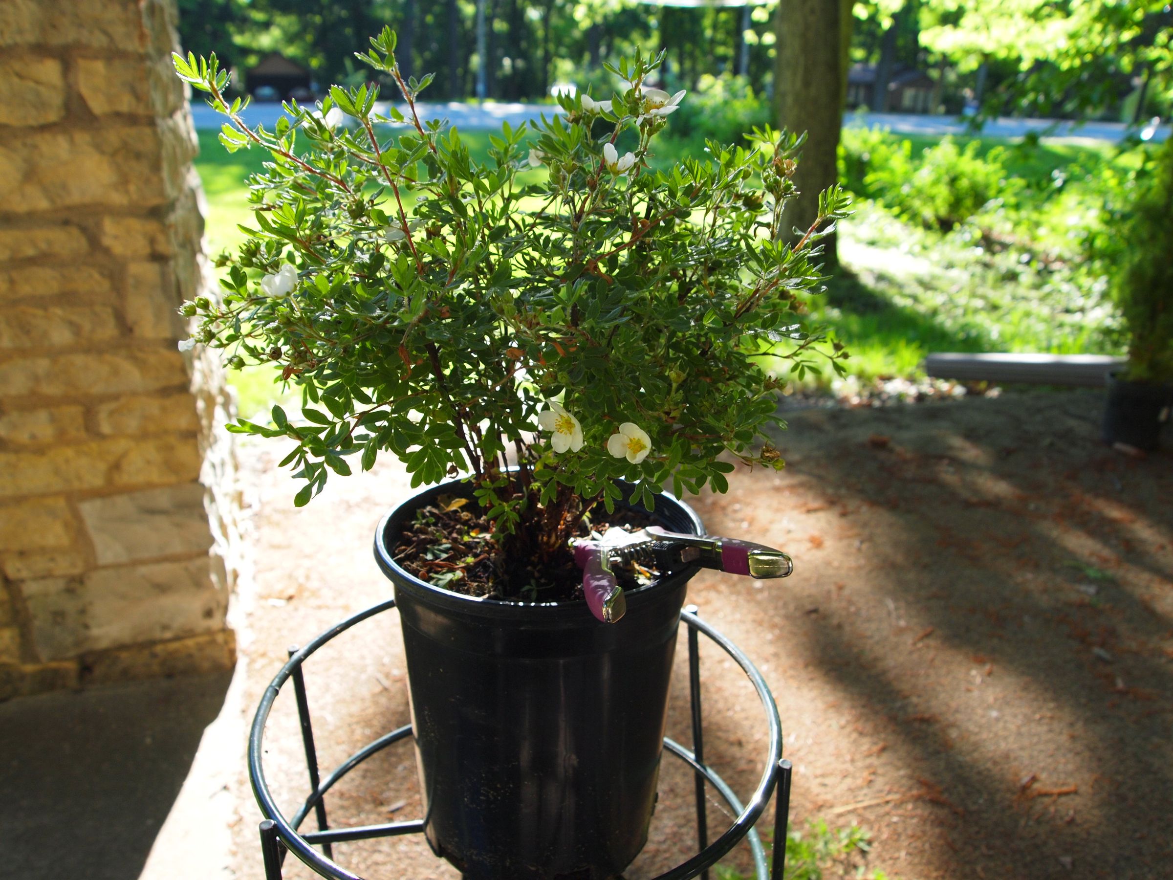 Container Topiary : 4 Steps - Instructables