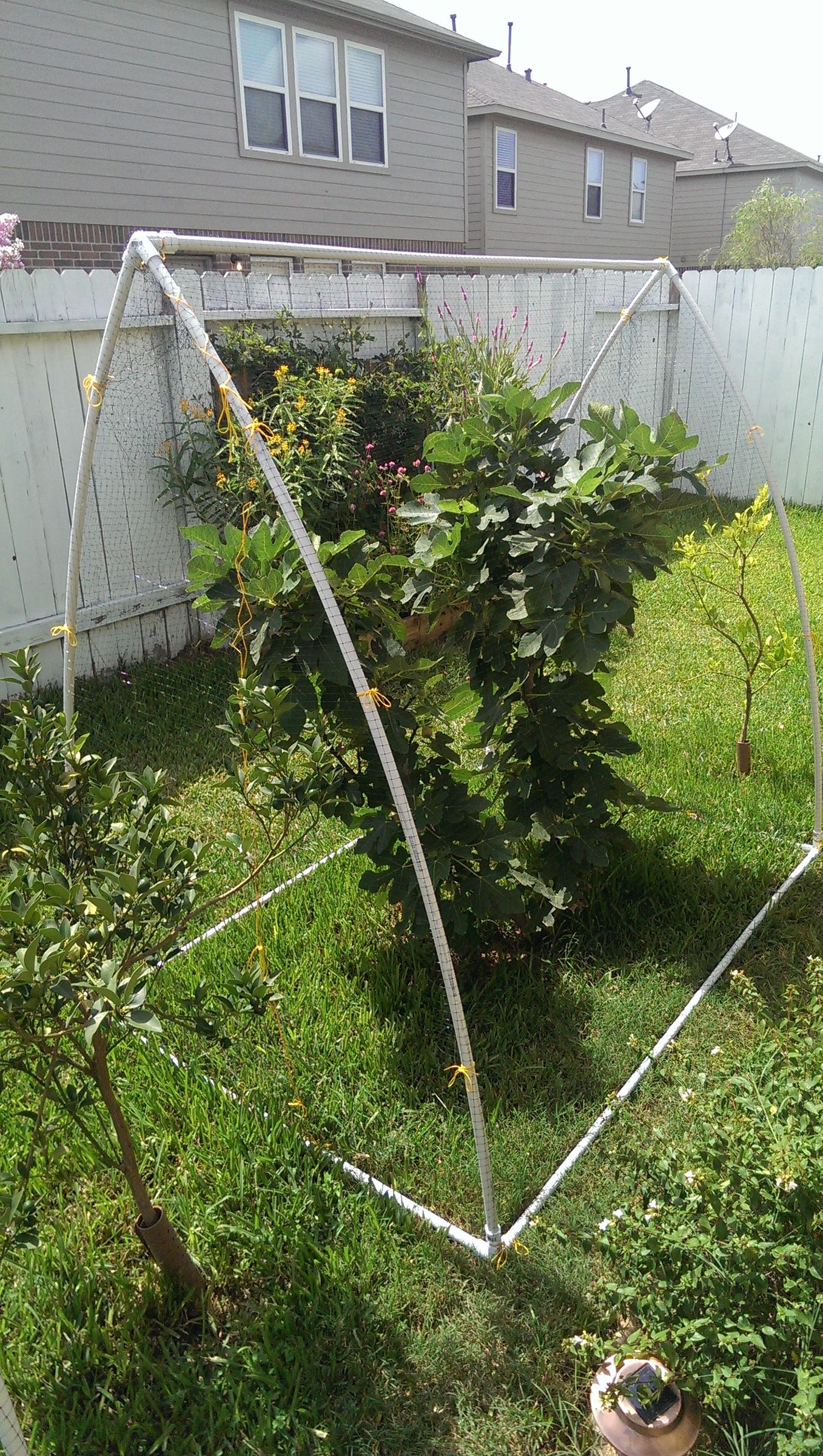 Fig Tree Protector : 6 Steps (with Pictures) - Instructables