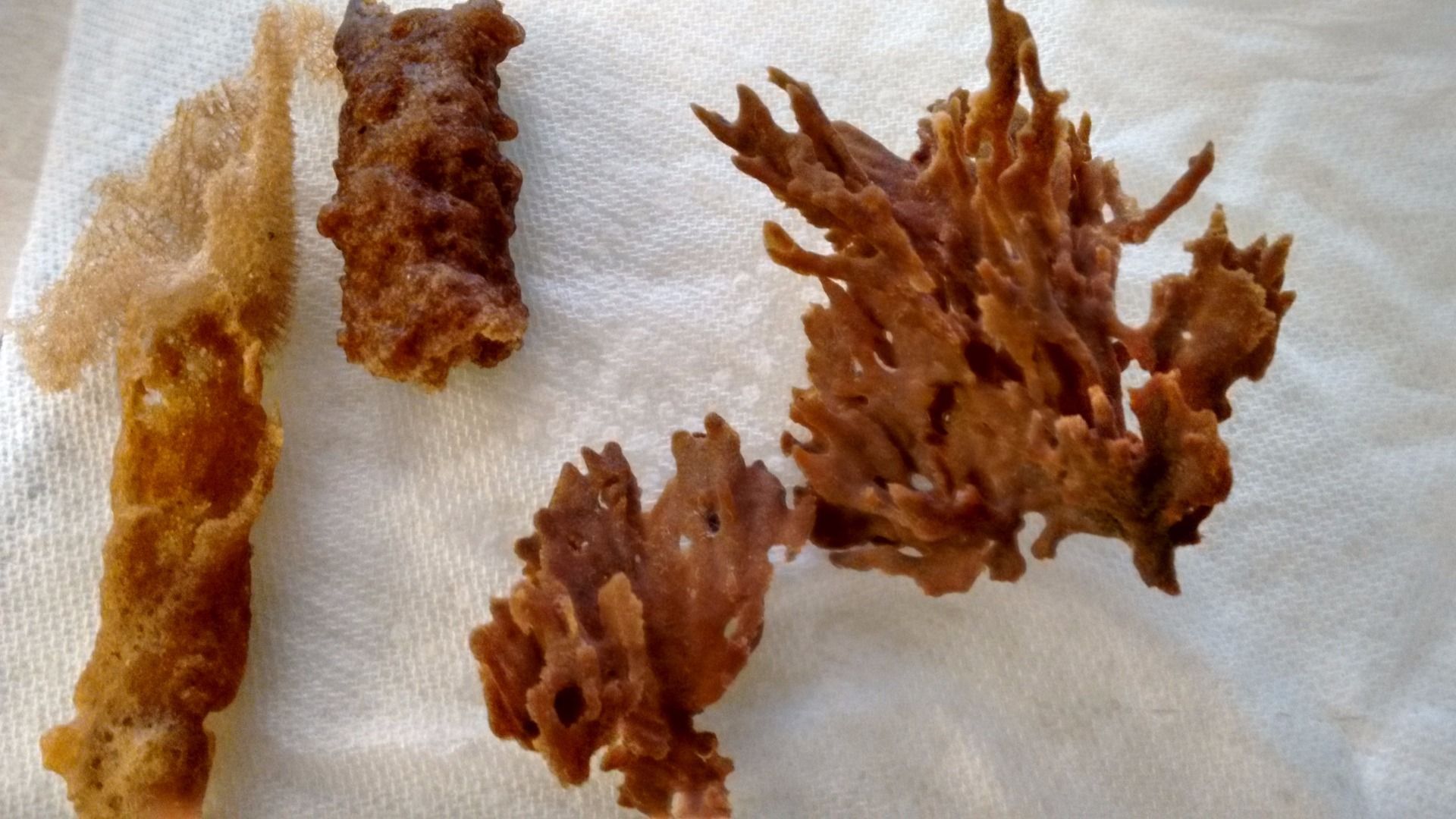 Sponging Up: Cleaning & Preserving Beachcombed Sponges : 10 Steps (with ...