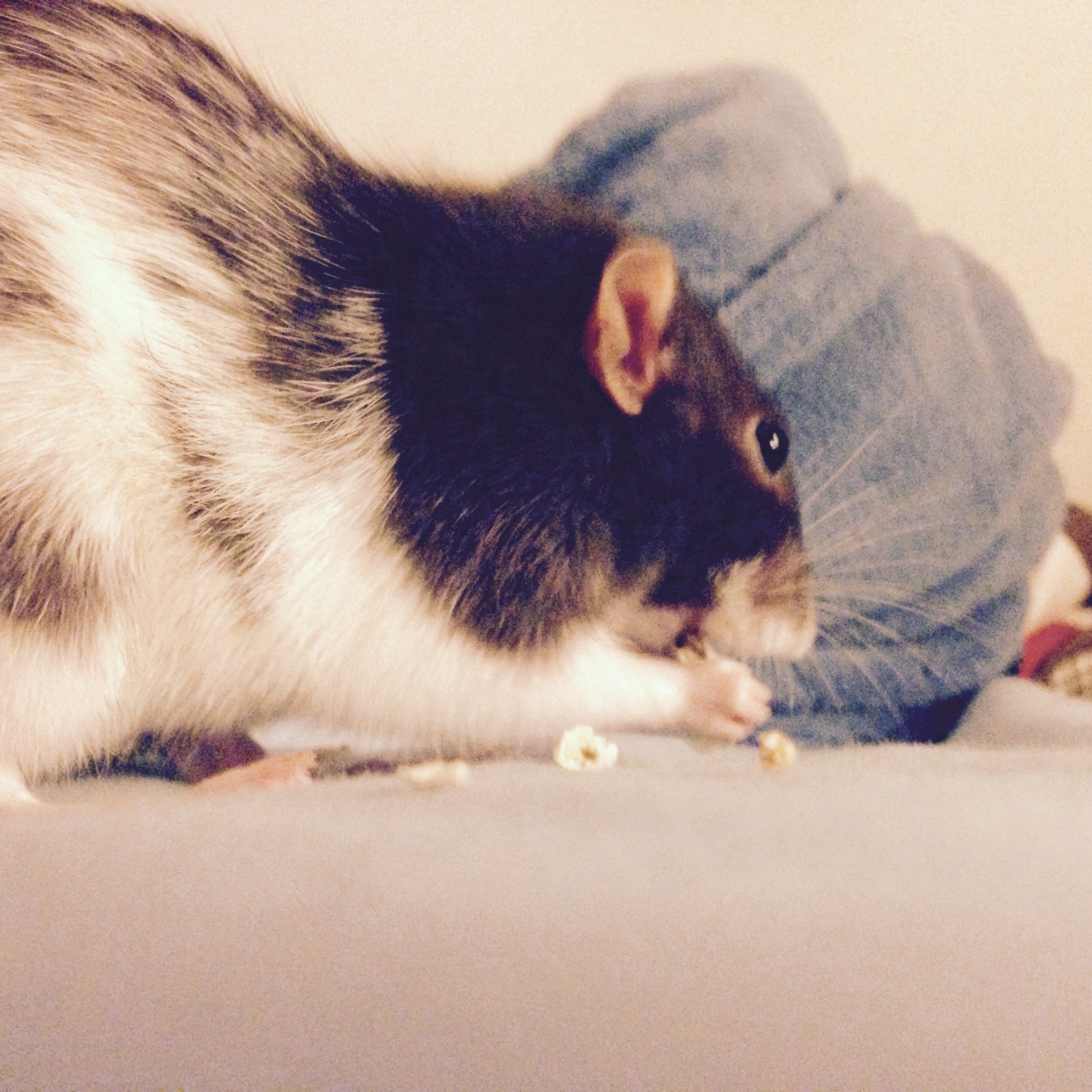 How to Train Your Rat and Other Rodents : 6 Steps - Instructables