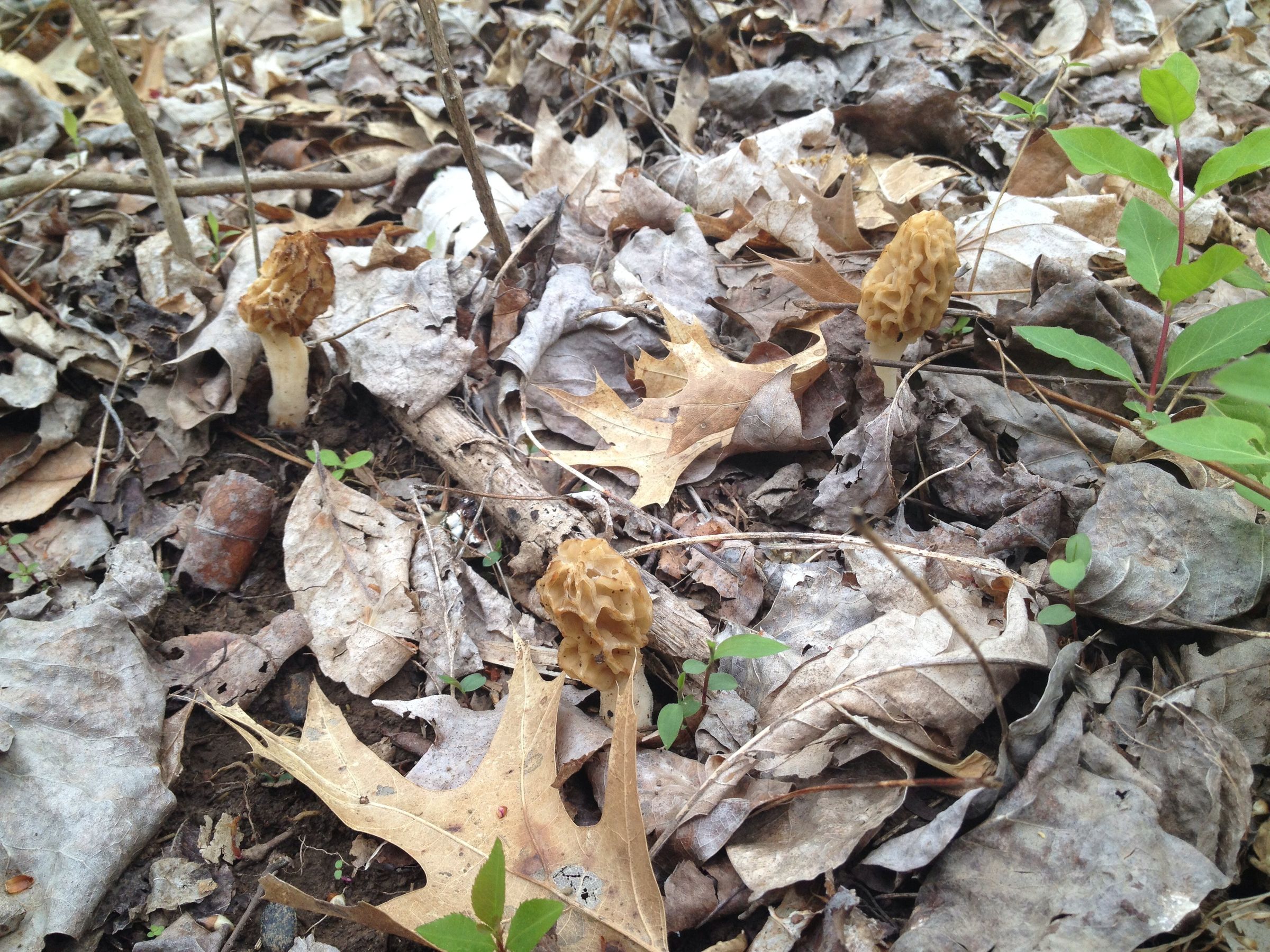 How to Spot and Identify Morel Mushrooms : 5 Steps (with Pictures ...