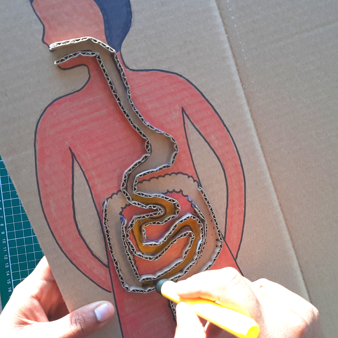 Interactive Digestive System : 9 Steps (with Pictures) - Instructables