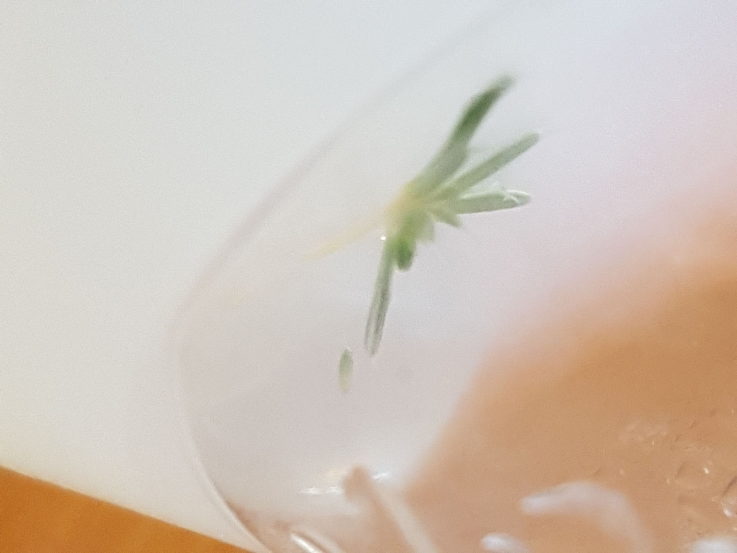 DIY Plant Tissue Culture Incubator : 7 Steps (with Pictures ...