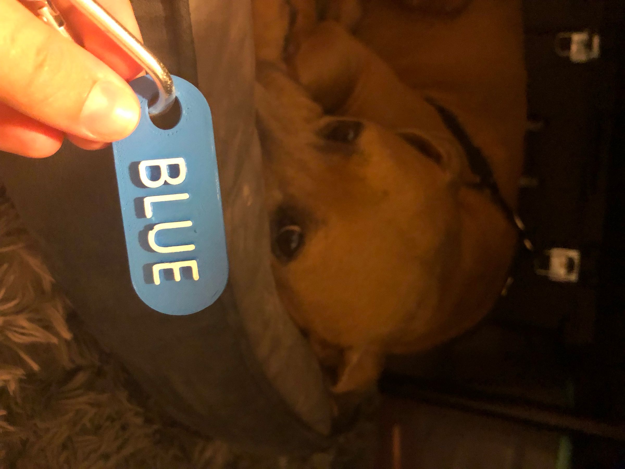 3-D Print a Name Tag for Your Pet : 8 Steps (with Pictures) - Instructables