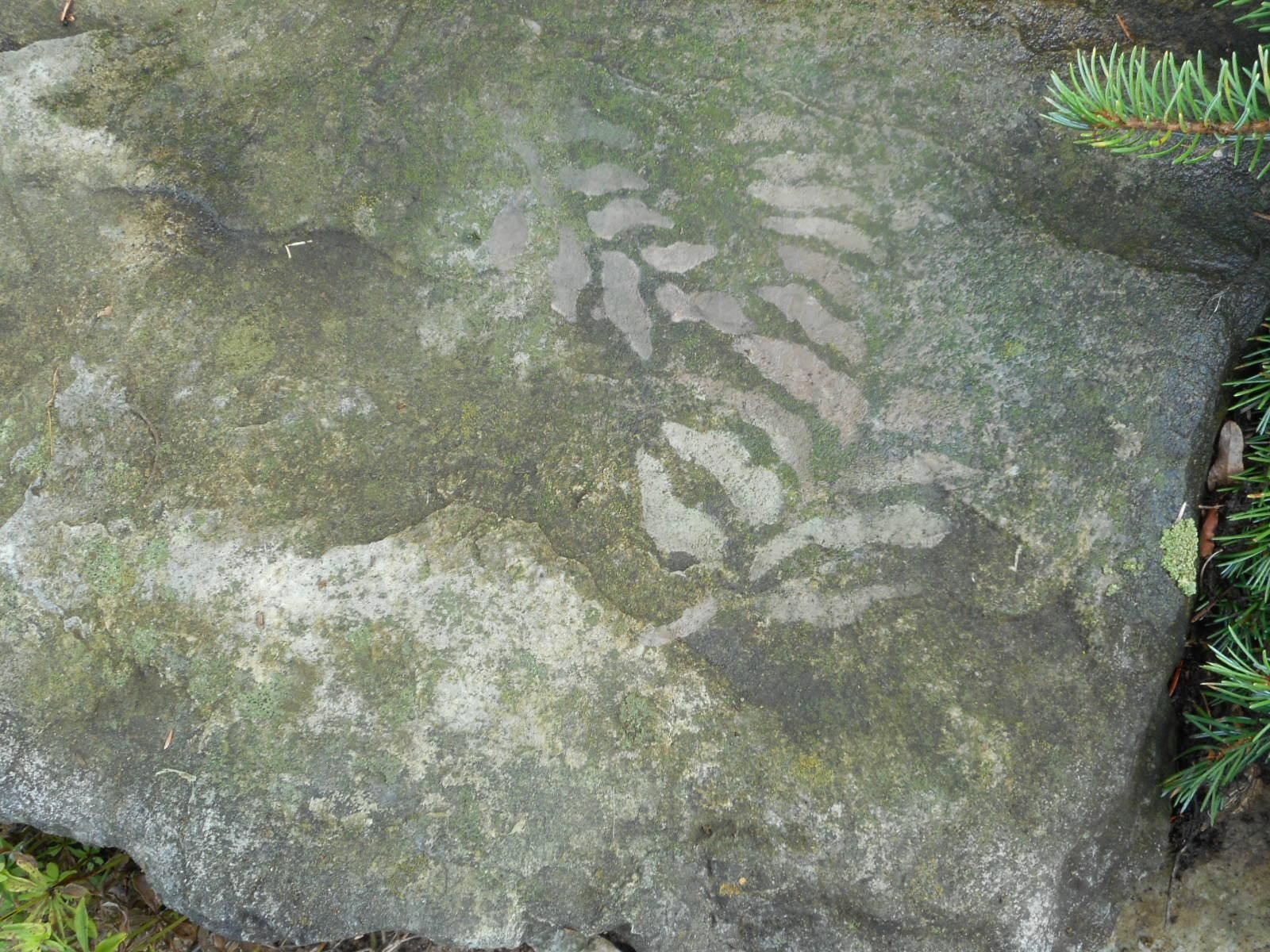 Faux Fossils (Fake Fossils) for Your Garden : 7 Steps (with Pictures ...