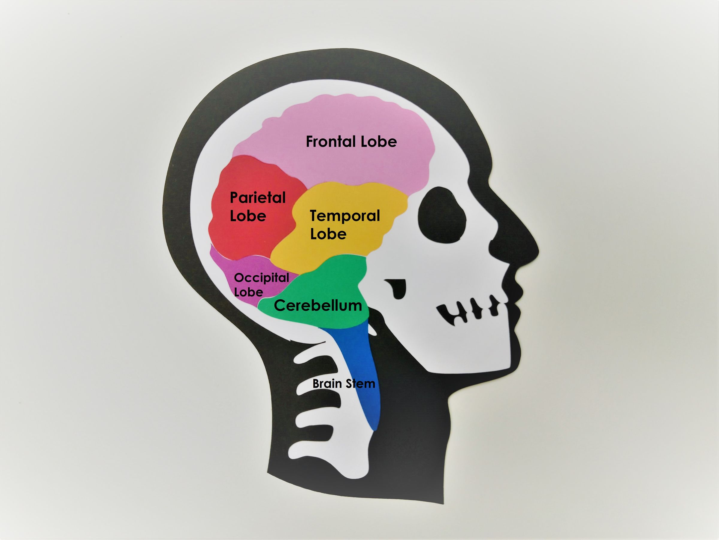 Mapping Your Mind- a Lesson on the Human Brain : 7 Steps - Instructables