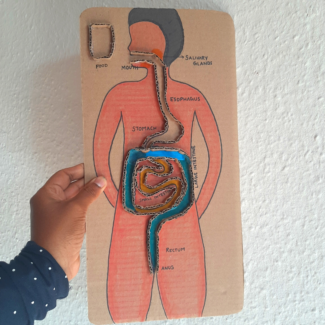 Interactive Digestive System : 9 Steps (with Pictures) - Instructables