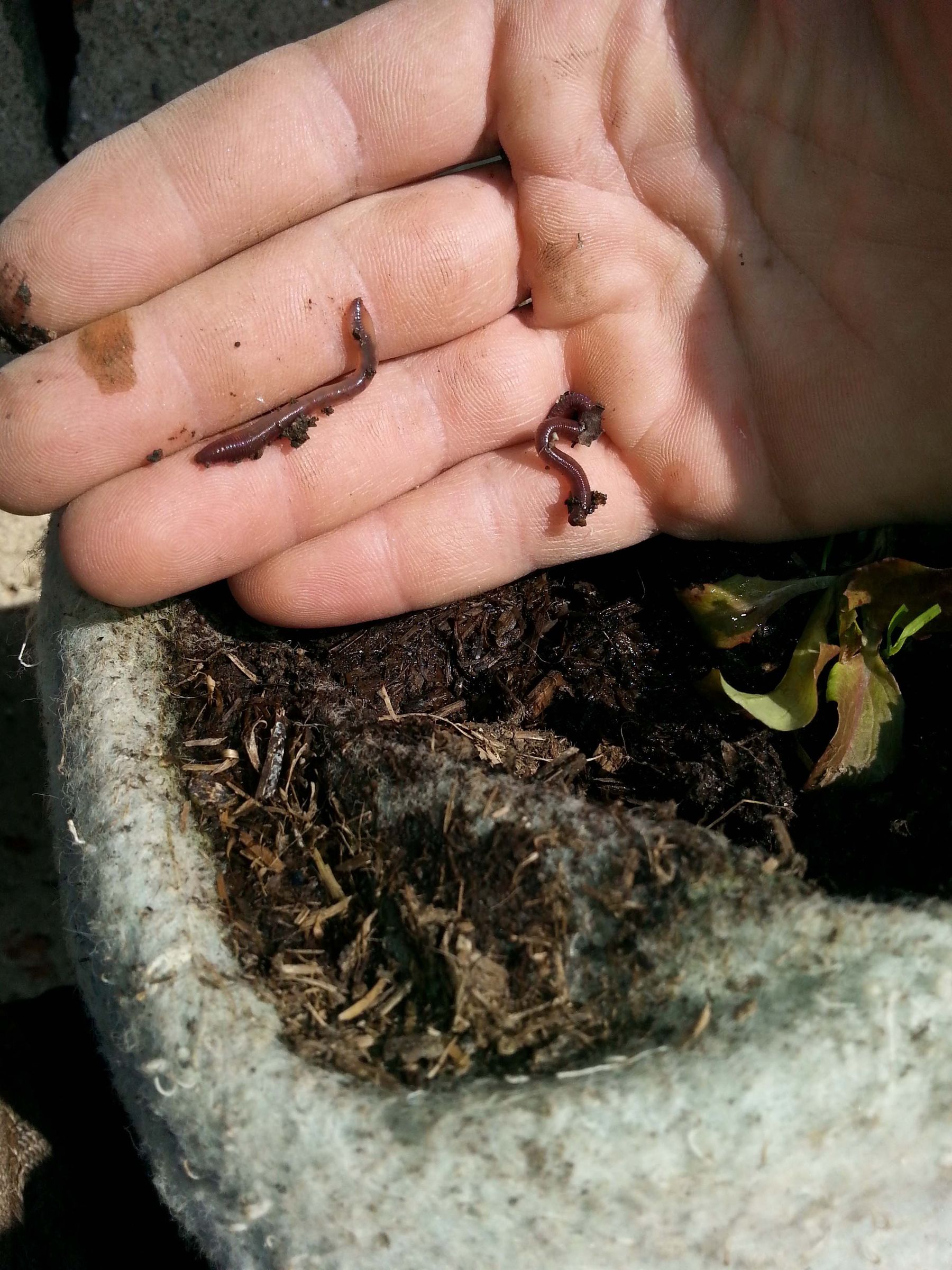 Nook Garden - Self Watering System (+ April Update) : 8 Steps (with ...