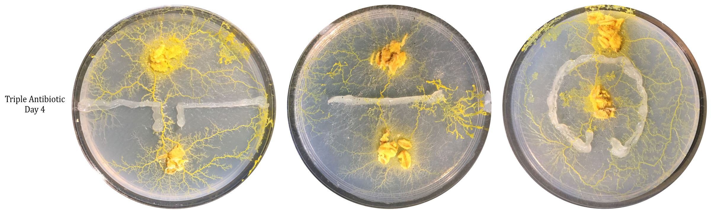 How to Grow SLIME MOLD : 9 Steps (with Pictures) - Instructables