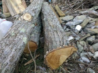 Splitting Black Locust Logs With Wedges : 7 Steps (with Pictures ...