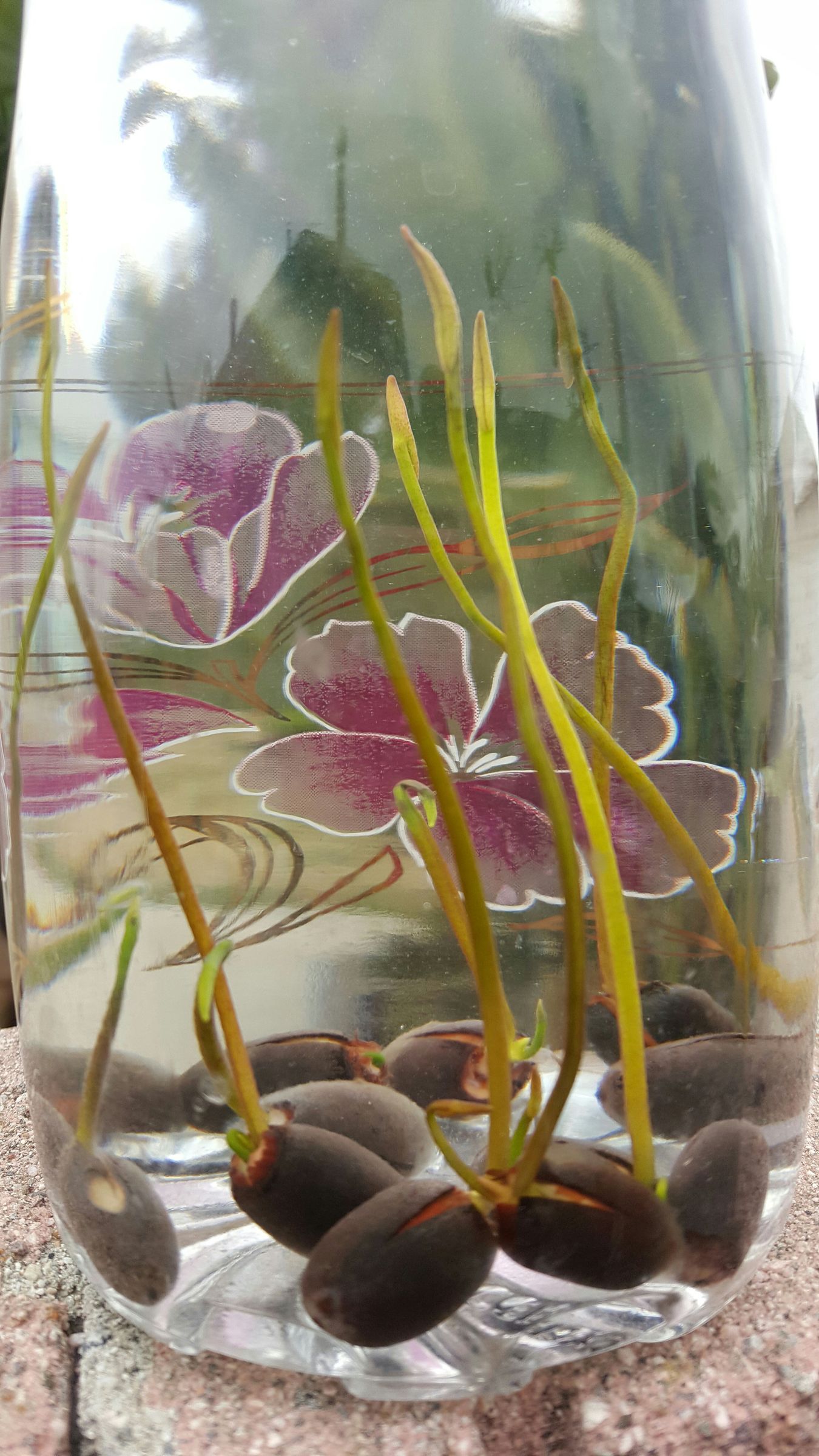 How to Germinate Lotus Seeds : 7 Steps - Instructables