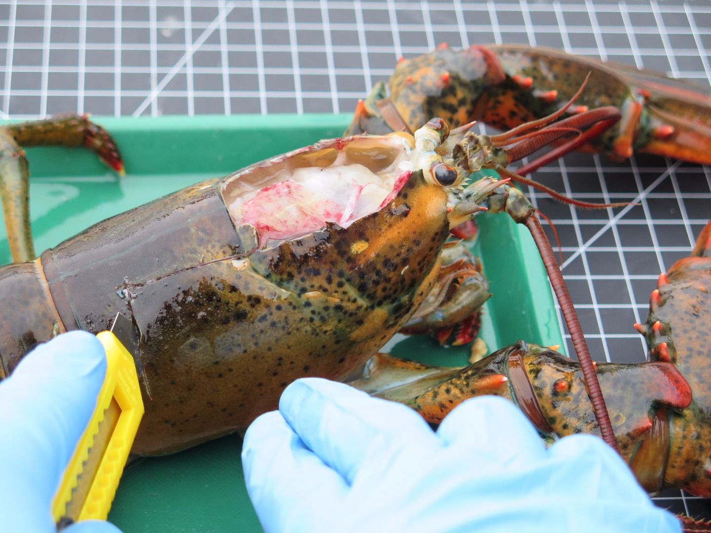 Lobster Dissection : 11 Steps - Instructables