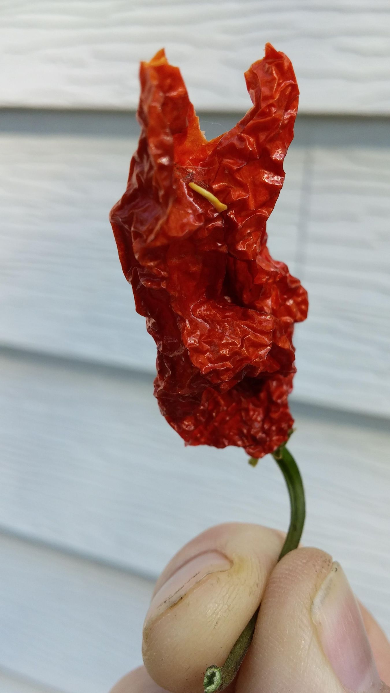Hot Pepper Preservation : 5 Steps (with Pictures) - Instructables