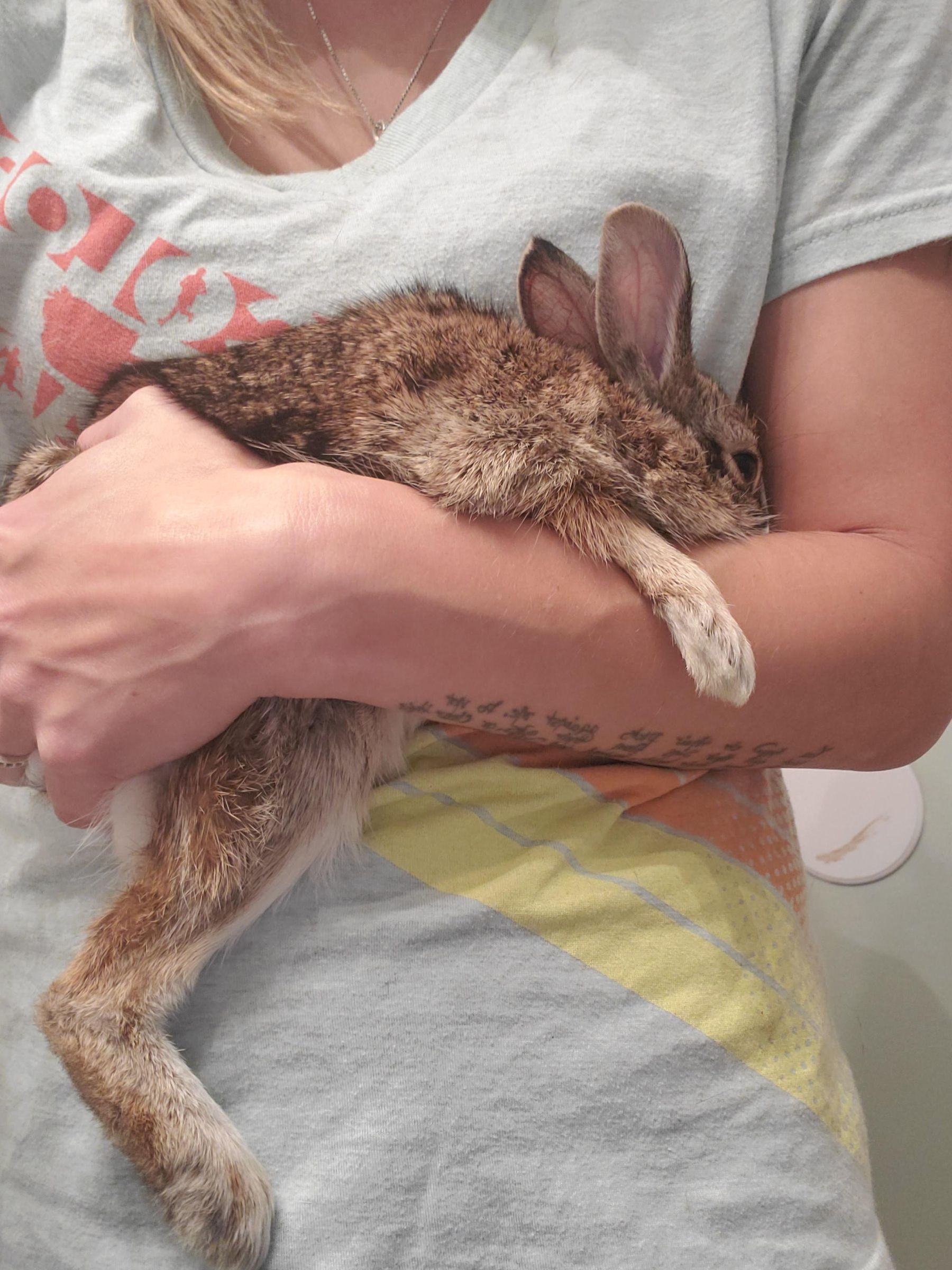 How to Care for a Wild Rabbit Nest : 5 Steps (with Pictures ...
