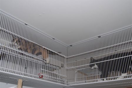 Cat Enclosure - Tunnel, Save Space ('CatWalk Is My Road' - AKahn ...