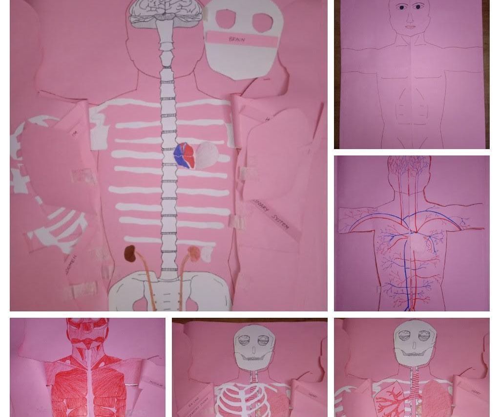 DIY Science Craft - Traversing Human Anatomy! : 31 Steps - Instructables