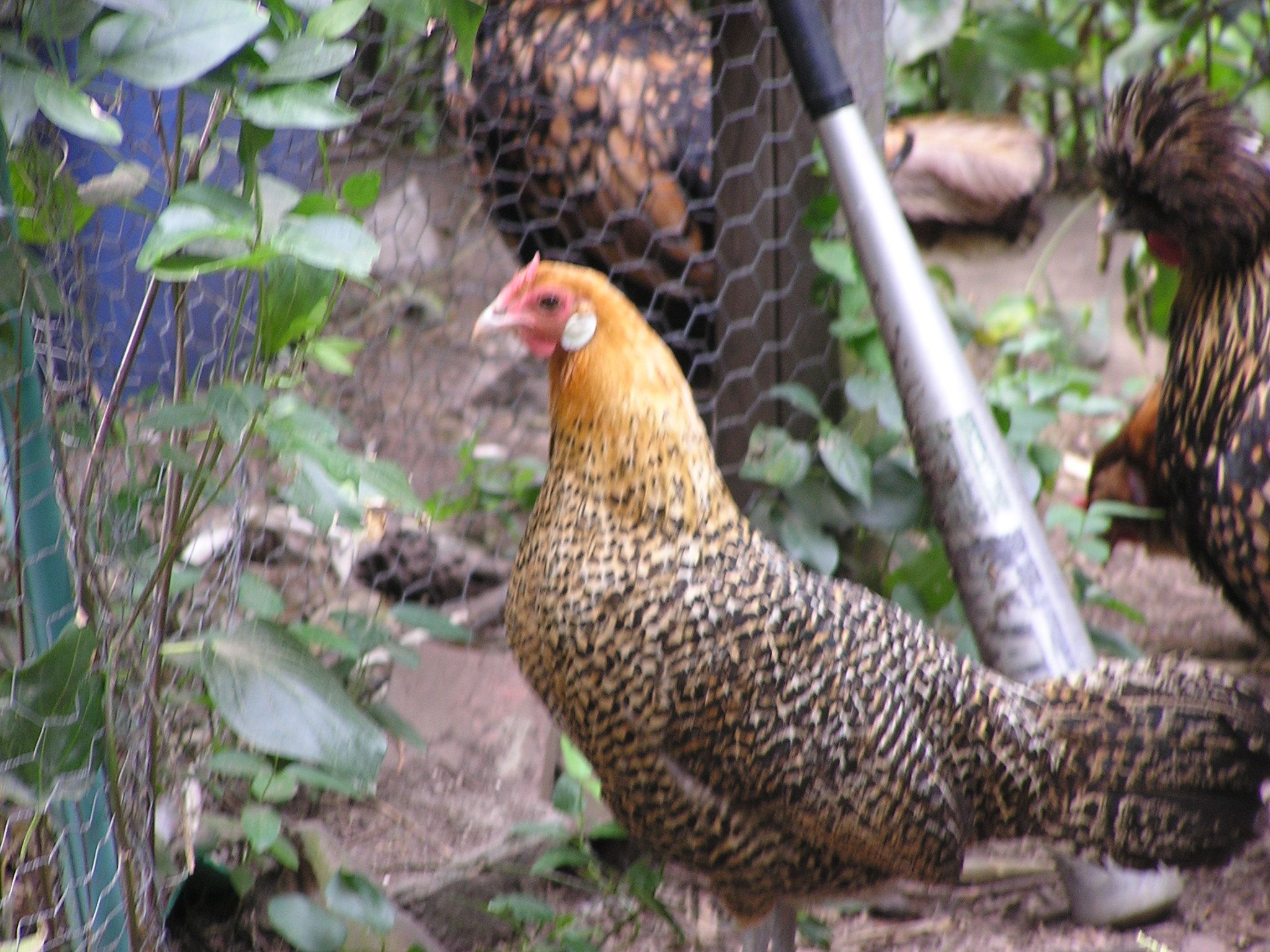 Keeping Chickens in a Harsh Northern Climate : 4 Steps (with Pictures ...