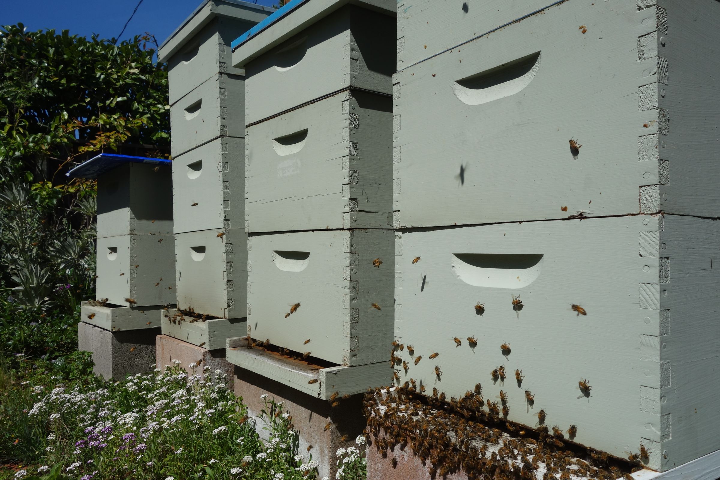 Collecting a Bee Swarm : 6 Steps (with Pictures) - Instructables