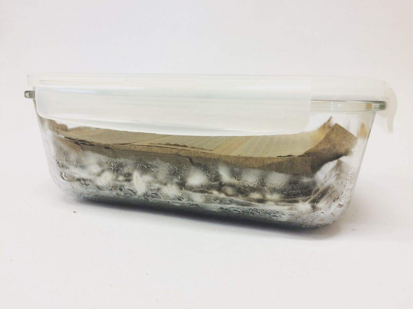 Making Mycelium : 5 Steps (with Pictures) - Instructables