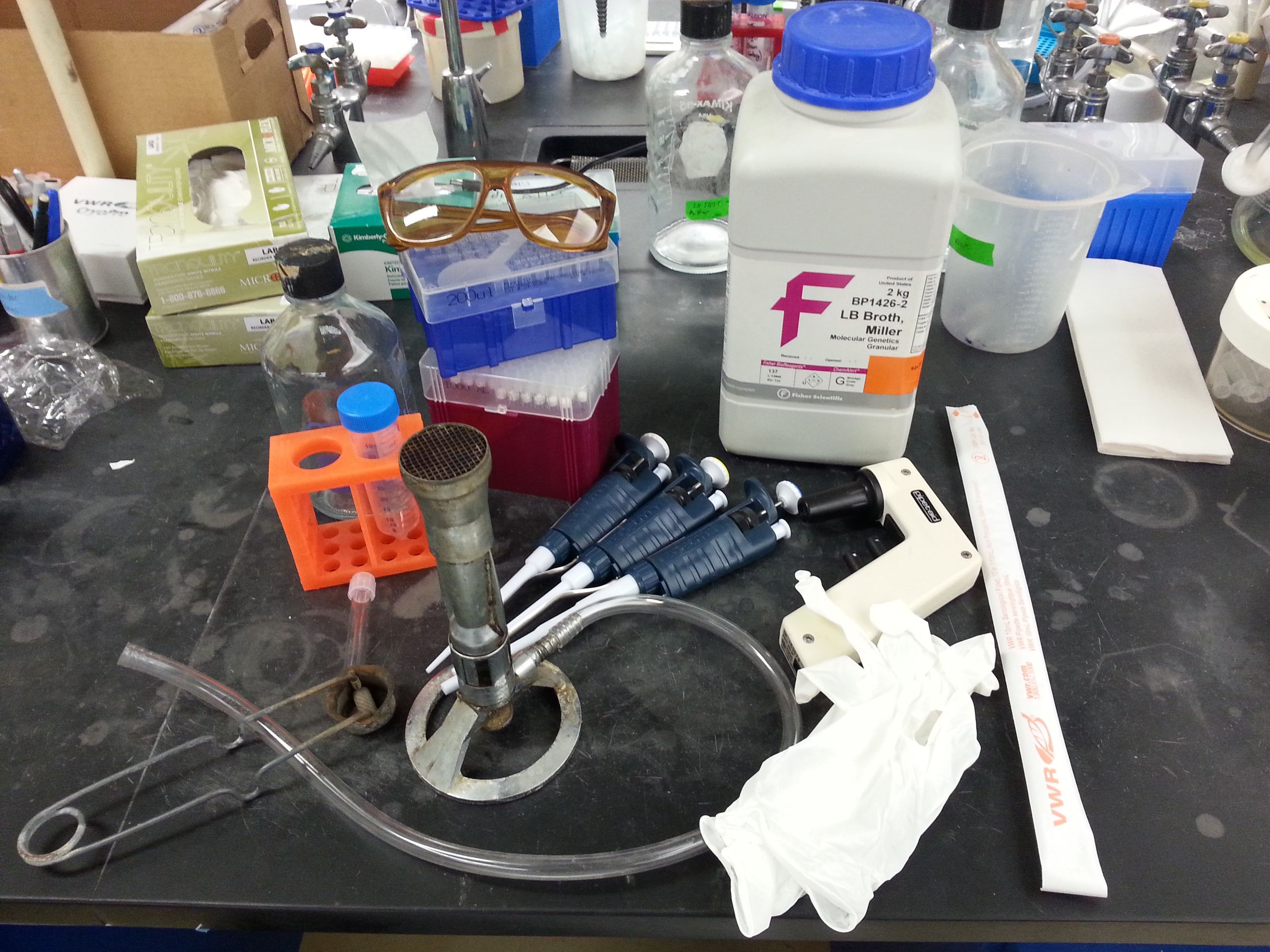 Creating a Bacterial Culture With Proper Sterile Technique : 5 Steps ...