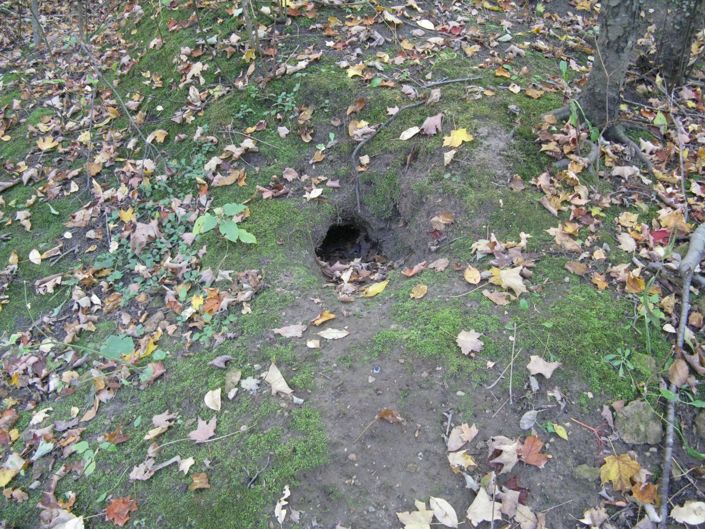 Snaring : 9 Steps (with Pictures) - Instructables