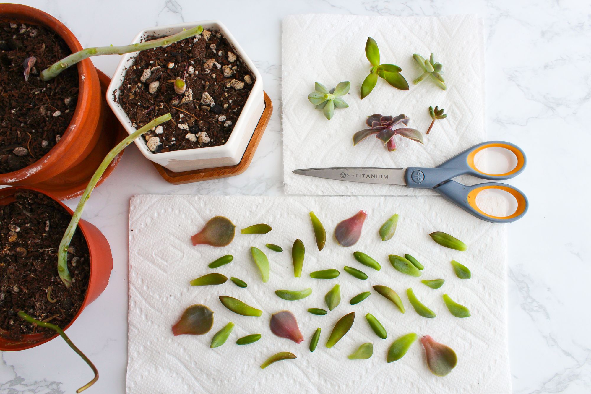 How to Propagate & Grow Succulents From Leaves : 8 Steps (with Pictures ...