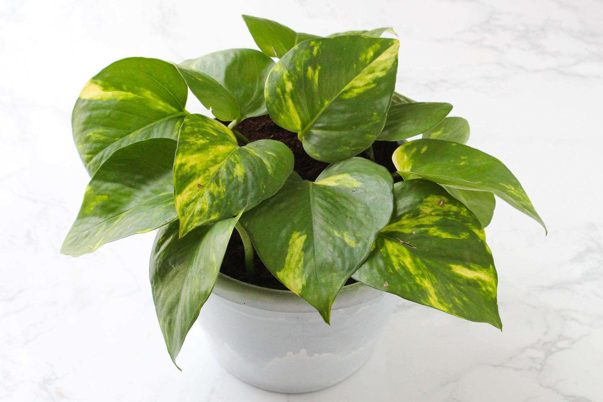 How to Propagate a Pothos Plant : 6 Steps (with Pictures) - Instructables
