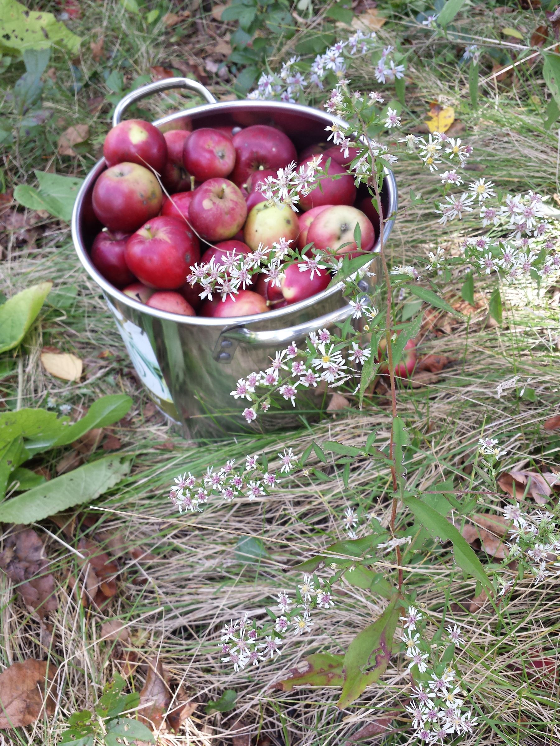 Pressure Canning Apples From Home : 23 Steps - Instructables