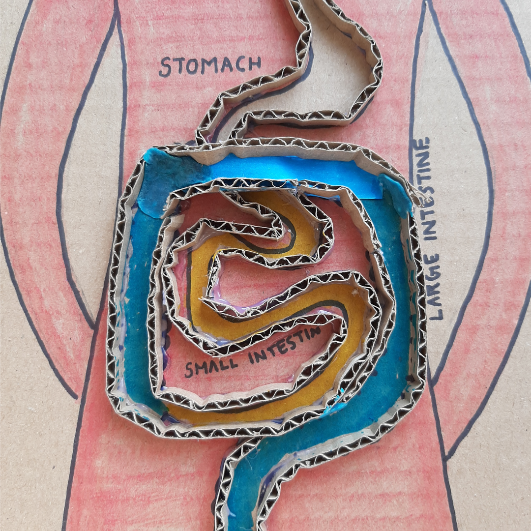 Interactive Digestive System : 9 Steps (with Pictures) - Instructables