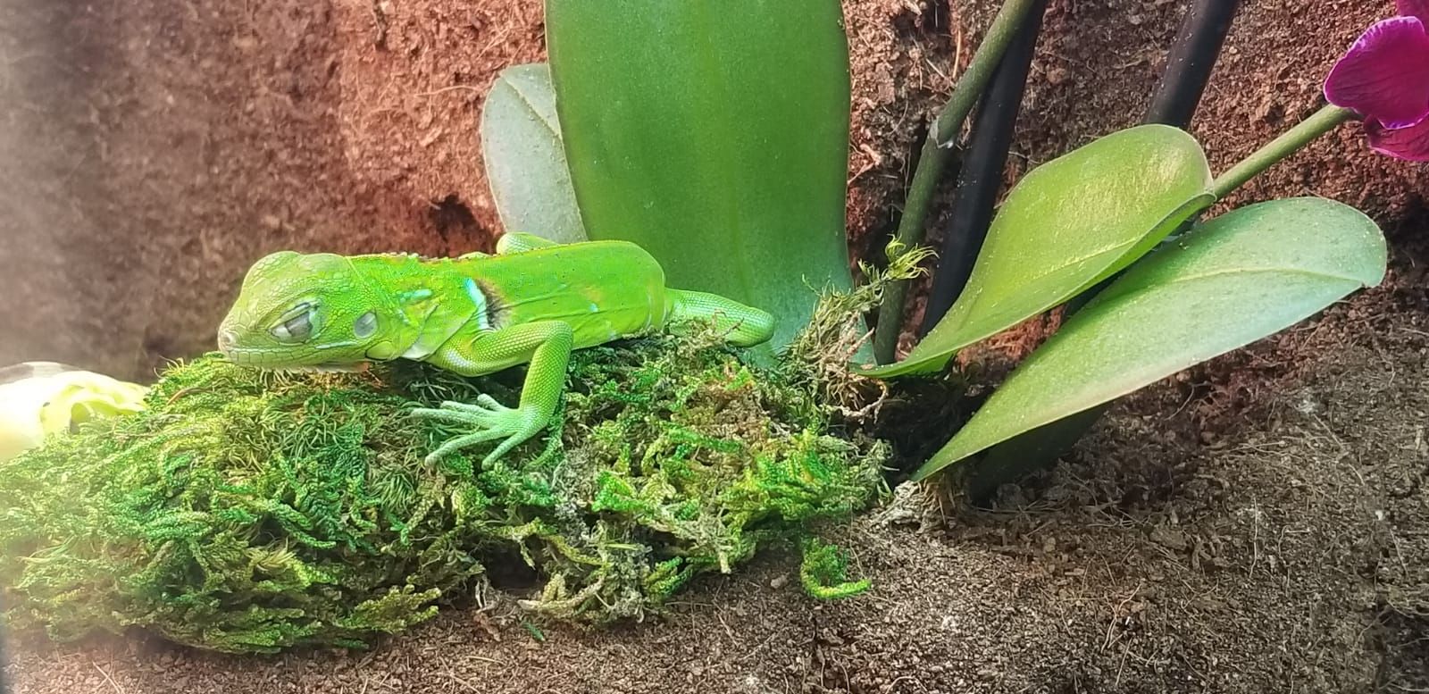 Reptile Enclosure Entertaiment Center! : 10 Steps (with Pictures ...