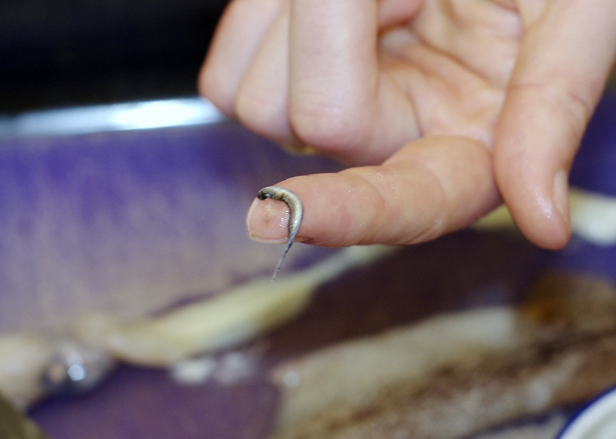 How to Harvest Squid Ink : 7 Steps (with Pictures) - Instructables