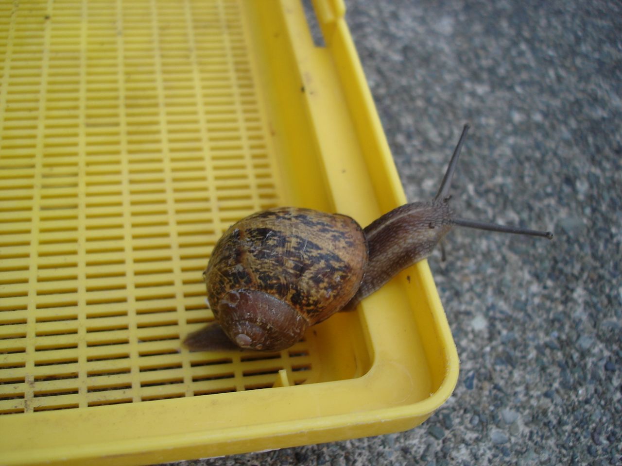 Keeping Pet Snails @ Home : 5 Steps - Instructables