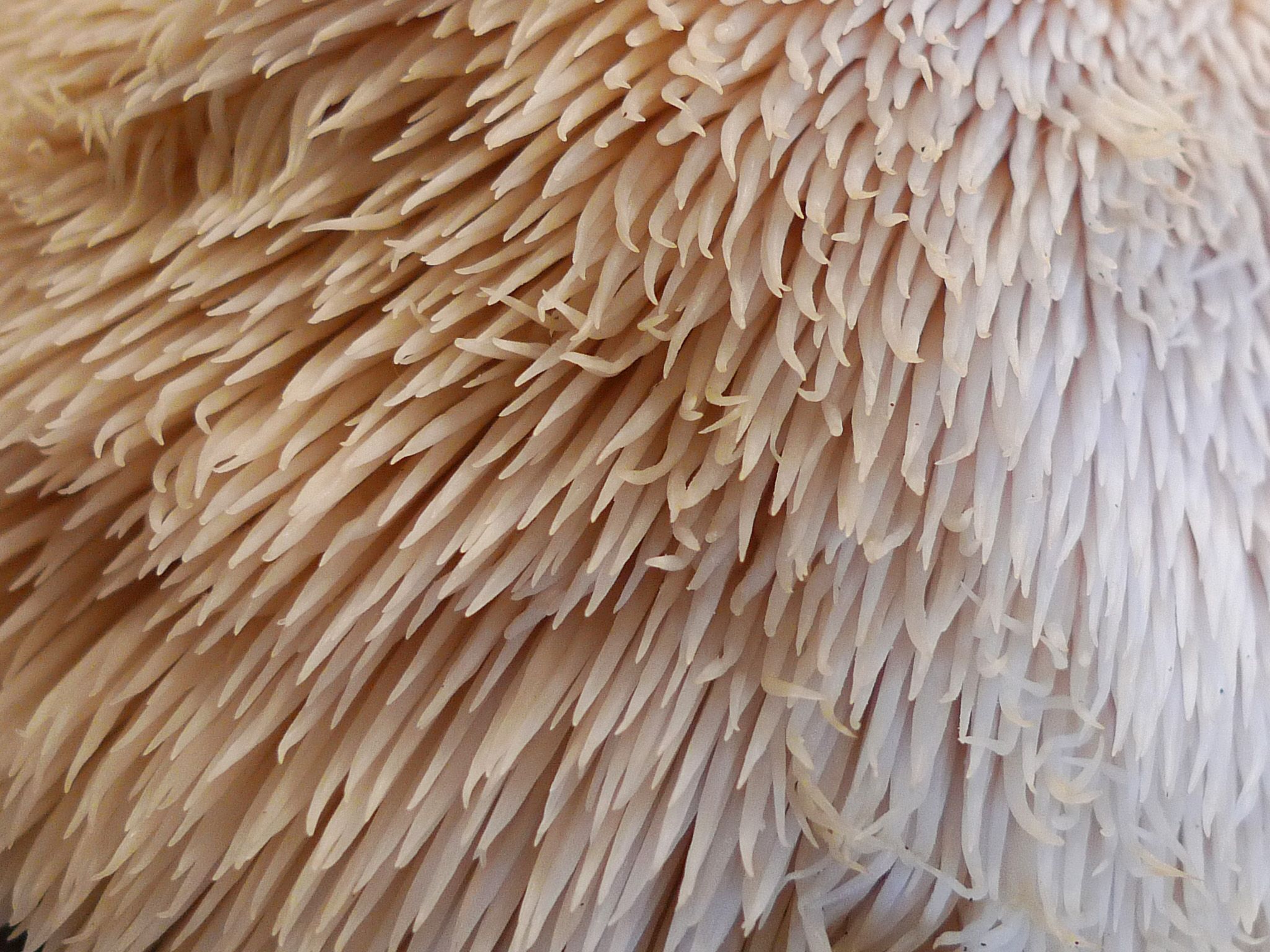 Stalking the Wild Lion's Mane Mushroom : 4 Steps (with Pictures ...