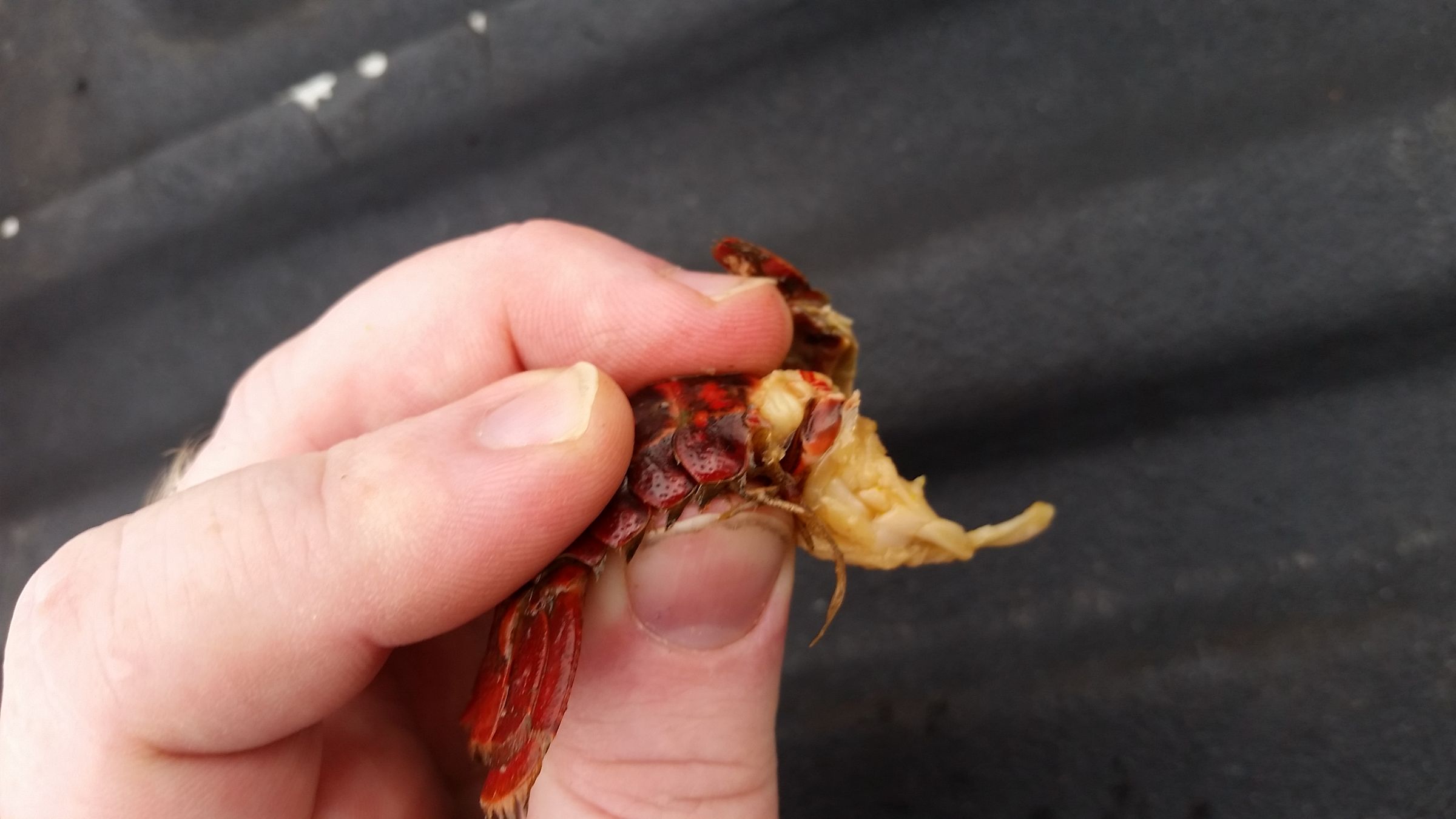 How to Peel Crawfish : 3 Steps (with Pictures) - Instructables