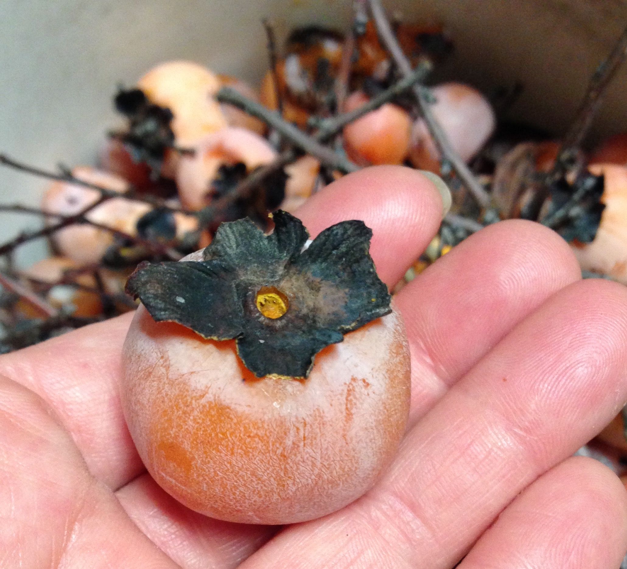 Harvesting, Processing, Cooking - Native Persimmon Bread : 18 Steps ...
