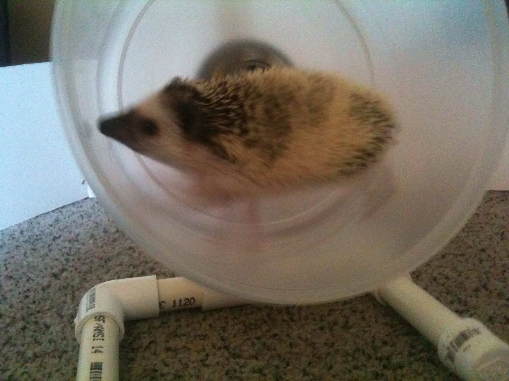 Silent Hedghog/Pet Wheel : 6 Steps (with Pictures) - Instructables