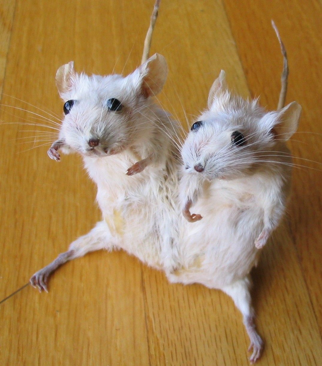Conjoined Twin Mice : 4 Steps (with Pictures) - Instructables