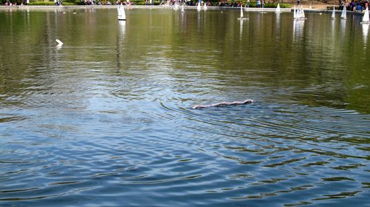 Make a Swimming Robo-Snake : 19 Steps (with Pictures) - Instructables