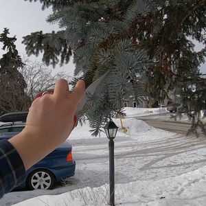 Spruce Tea : 5 Steps (with Pictures) - Instructables